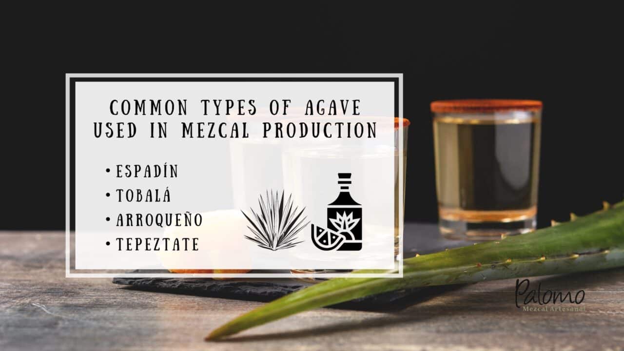 The Mezcal Primer: A Beginner's Guide to the Spirit of Oaxaca